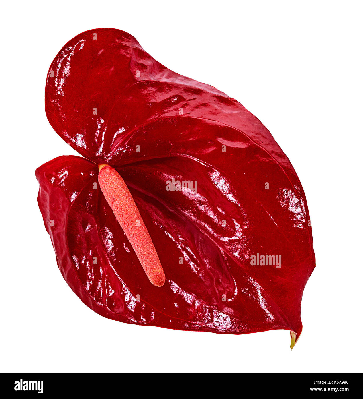 Red Calla Lily Stock Photos & Red Calla Lily Stock Images - Alamy