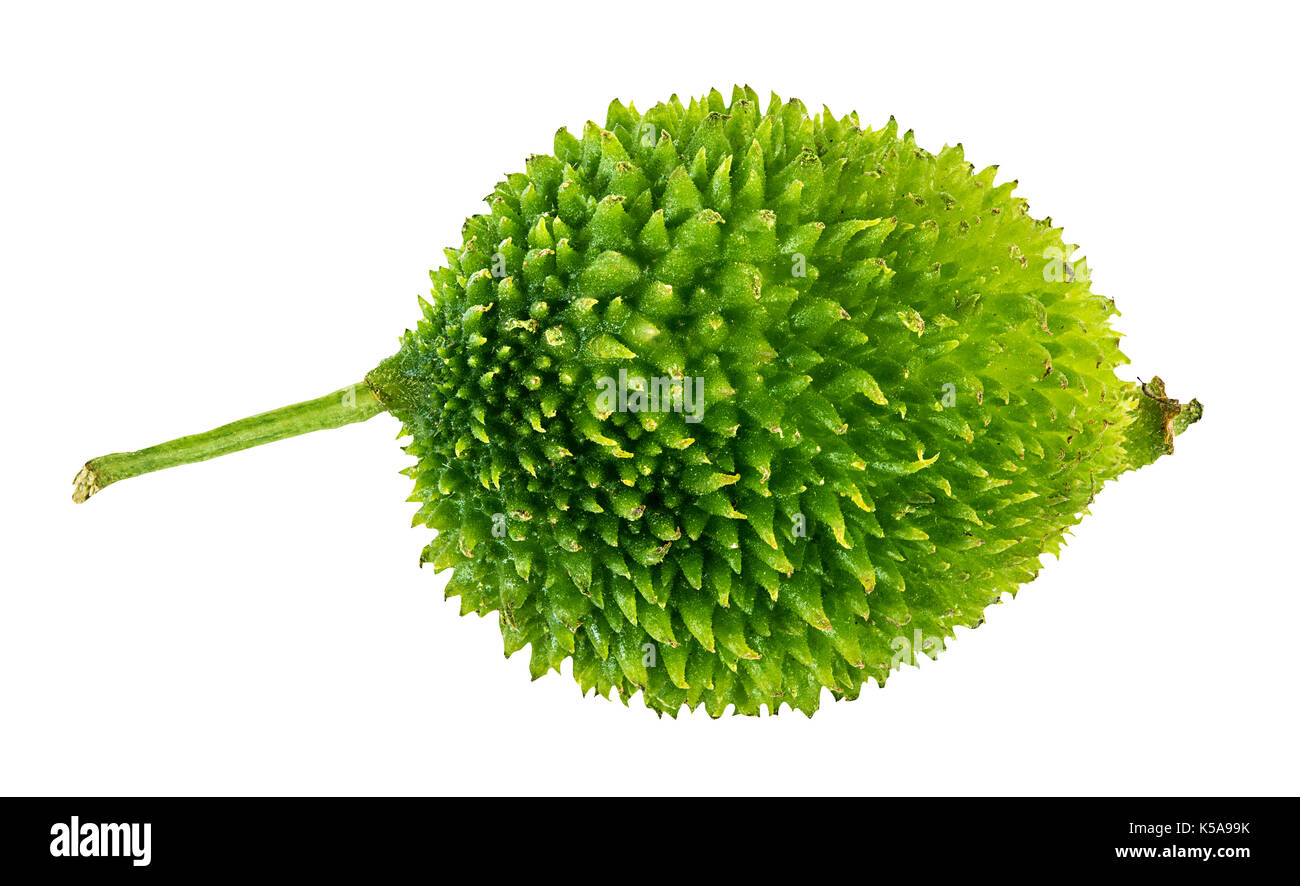 Momordica (Thumba Karawila) with clipping path Stock Photo - Alamy