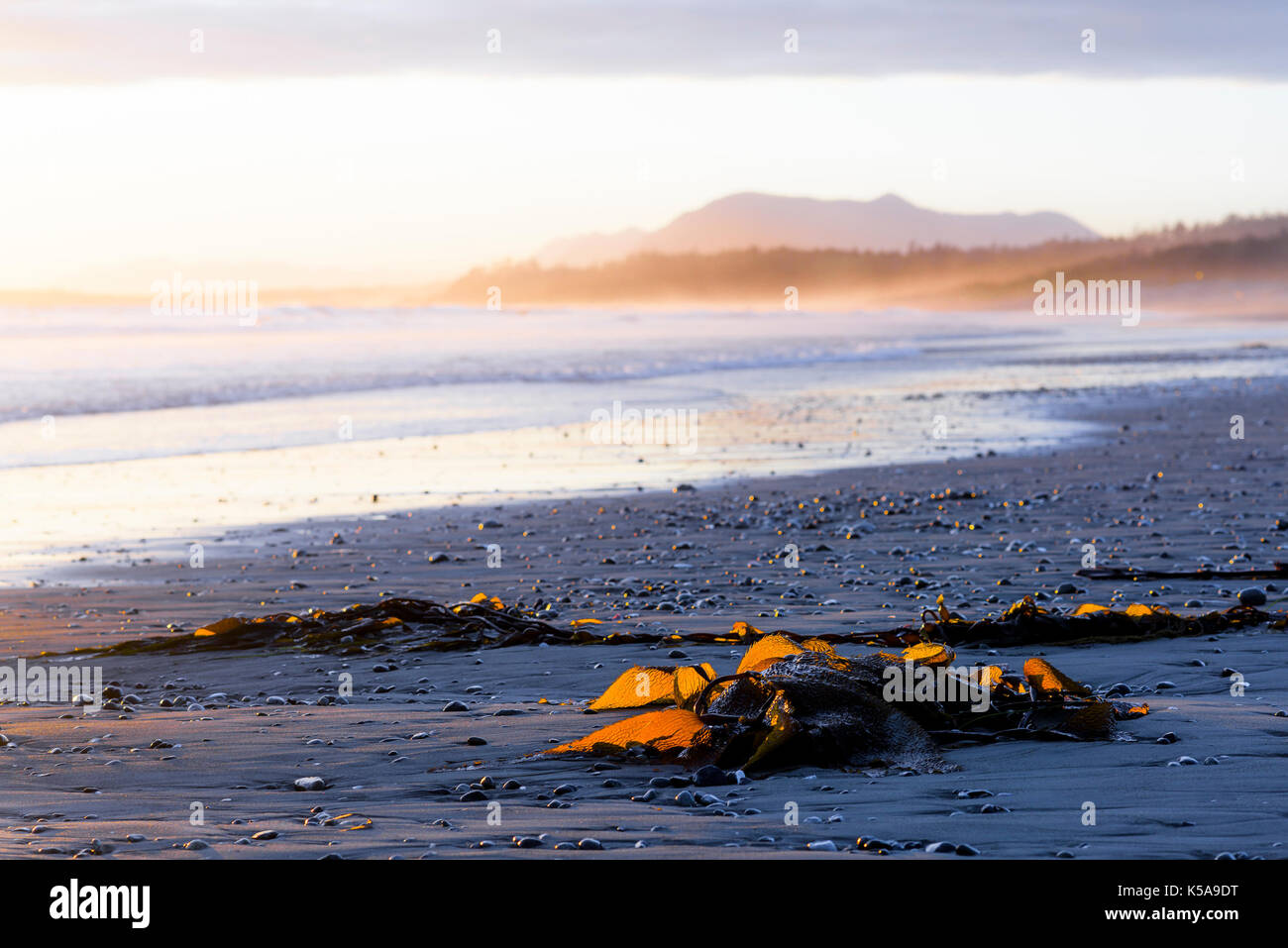 Kelp on beach at sunset, Long Beach, Pacific Rim National Park ...