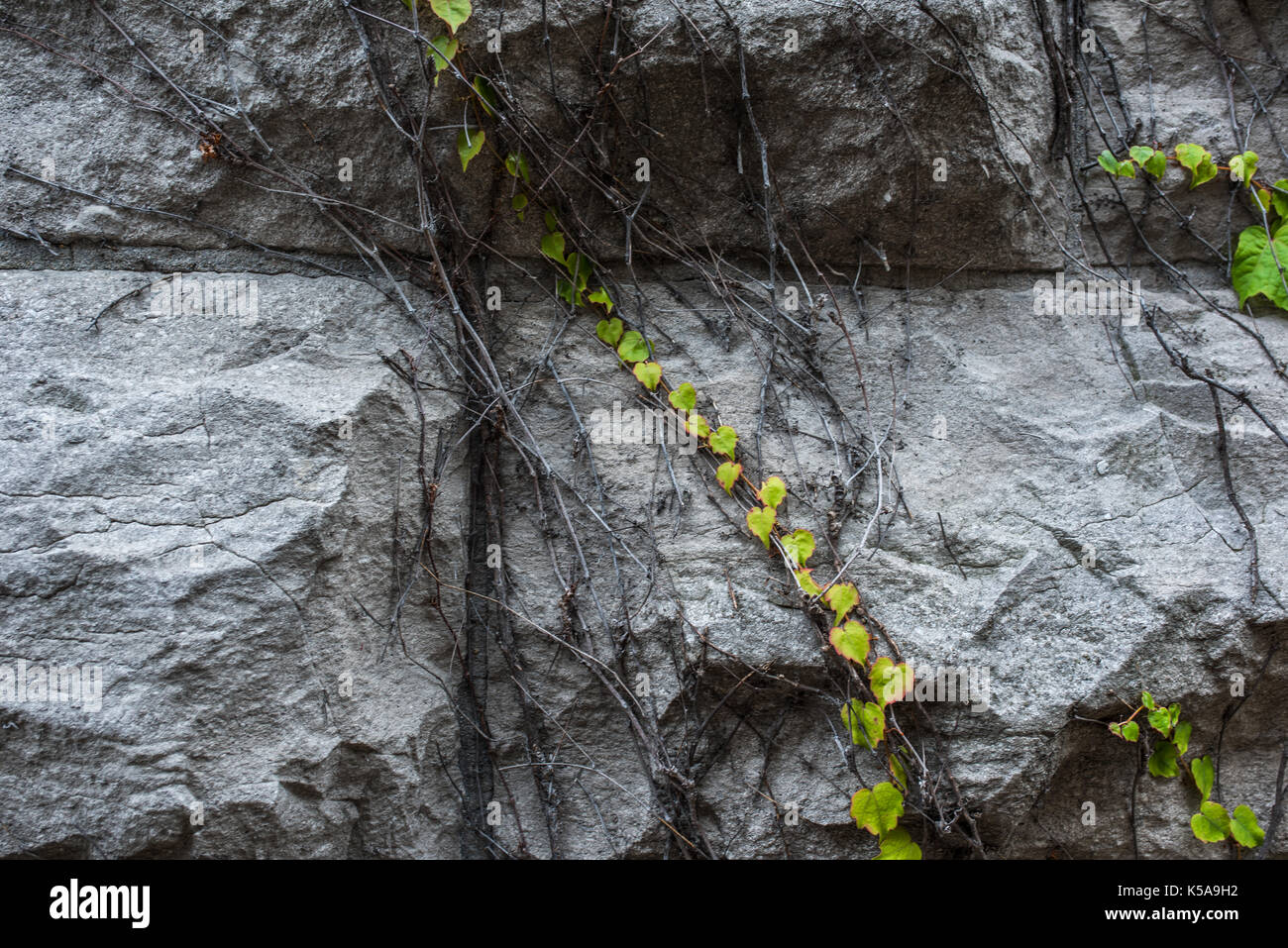 Walls covered with creepers - life and death Stock Photo - Alamy