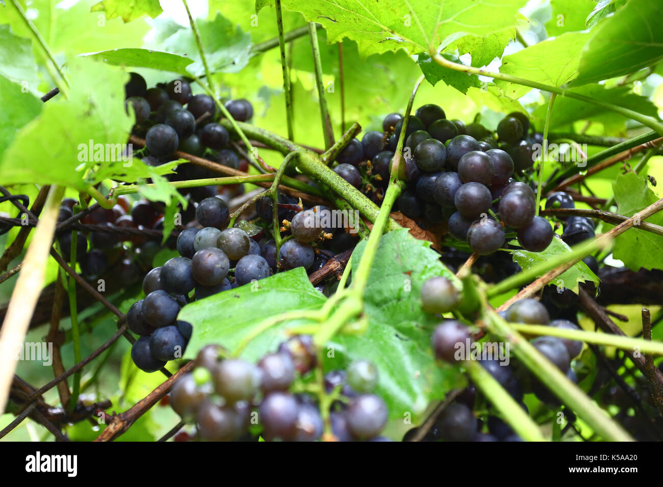 Red wine grapes after rain Stock Photo - Alamy