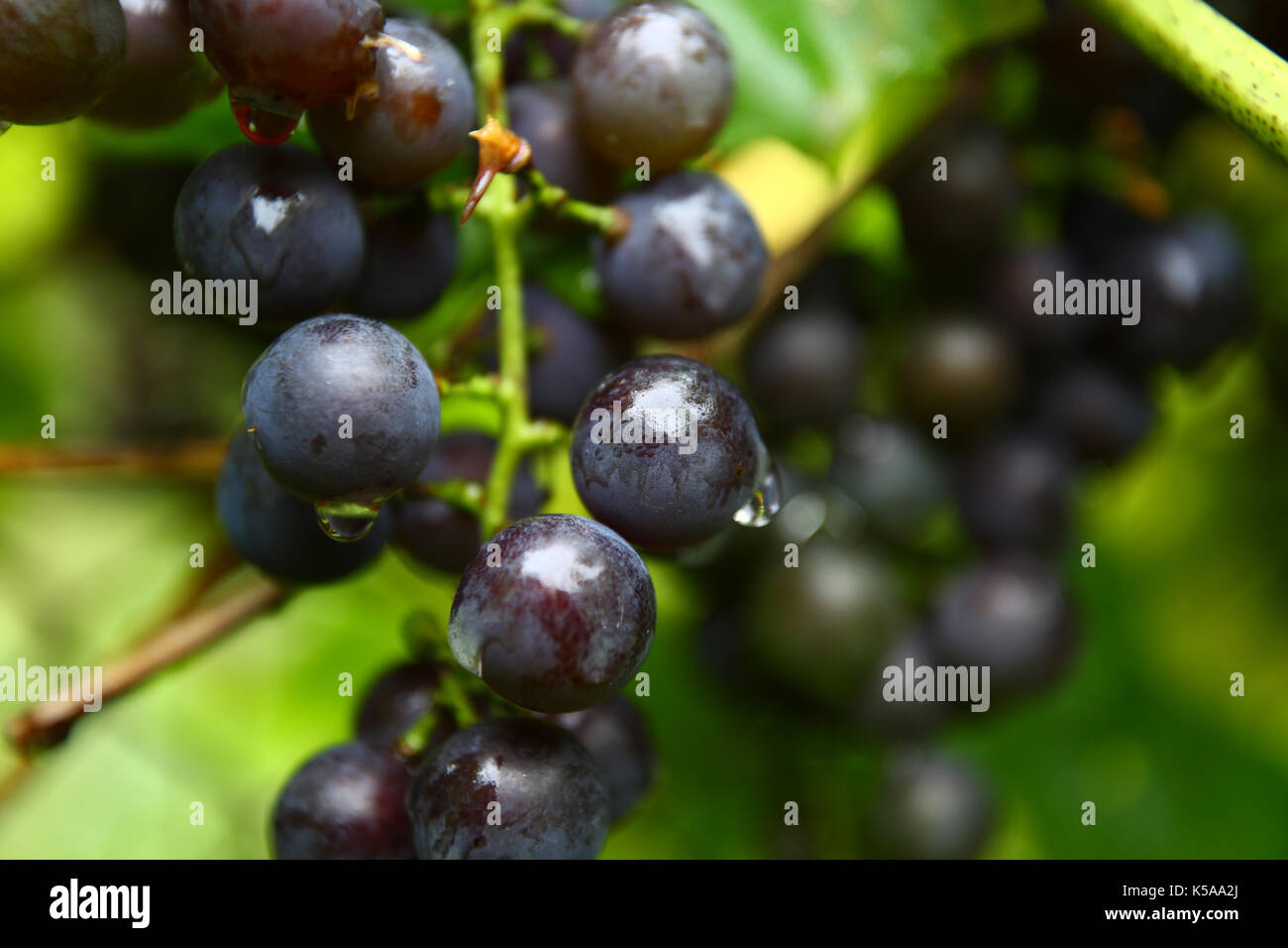 Red wine grapes after rain Stock Photo - Alamy