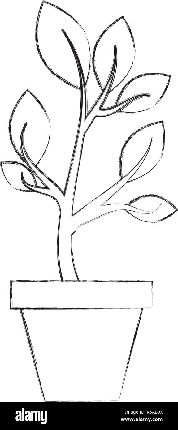 Growing Plant Drawing