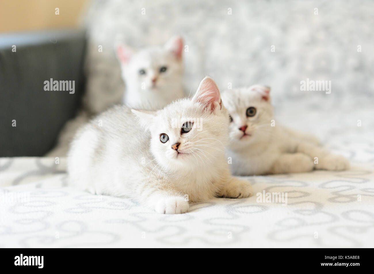 three kittens on sofa Stock Photo - Alamy