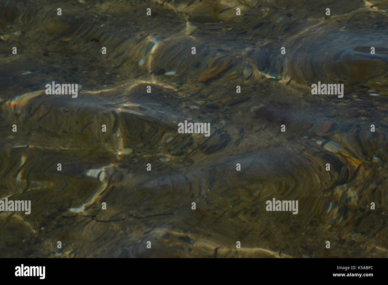 Minnows in the Ocean Stock Photo - Alamy