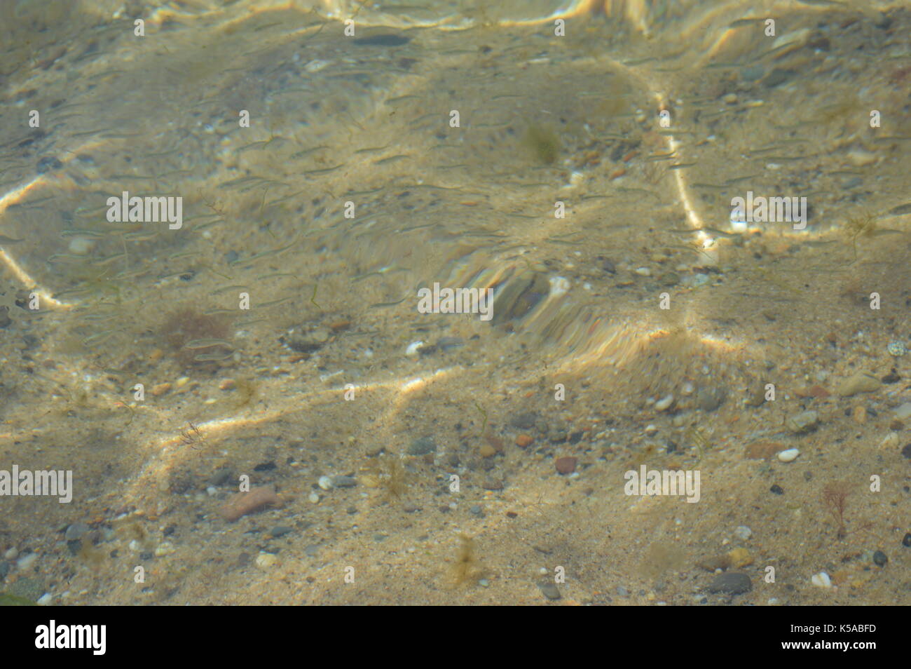 Minnows ocean hi-res stock photography and images - Alamy