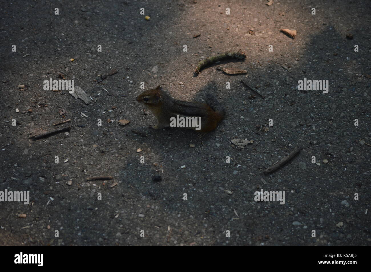 Black chipmunk hi-res stock photography and images - Alamy