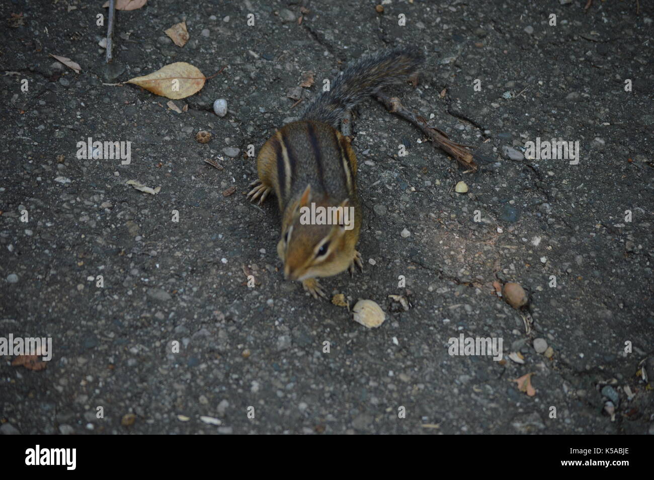 Black chipmunk hi-res stock photography and images - Alamy