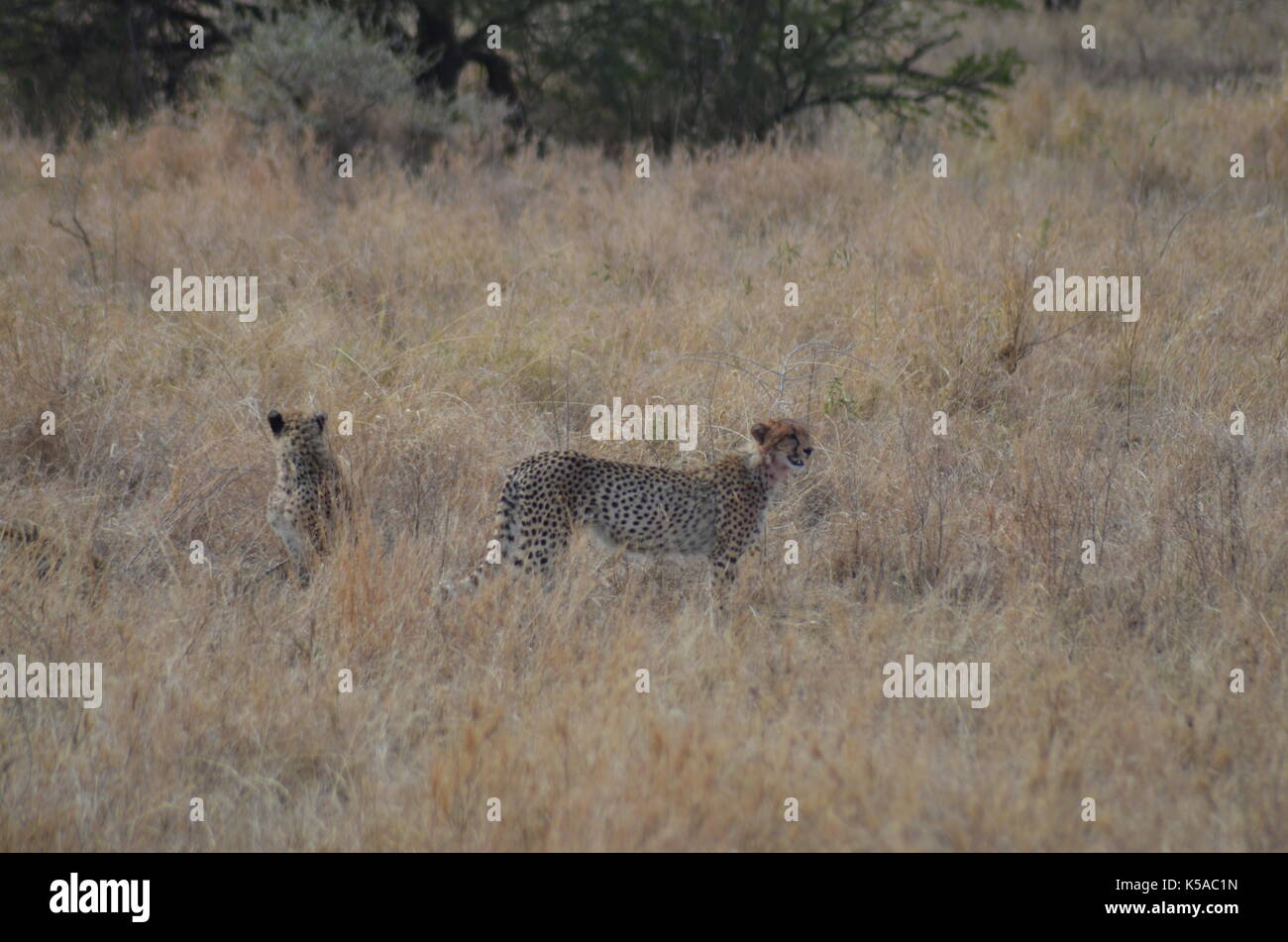 Cheetah grassland hi-res stock photography and images - Alamy