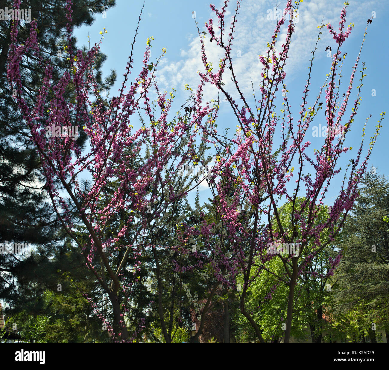 Tree with purple flowers in park at spring Stock Photo - Alamy