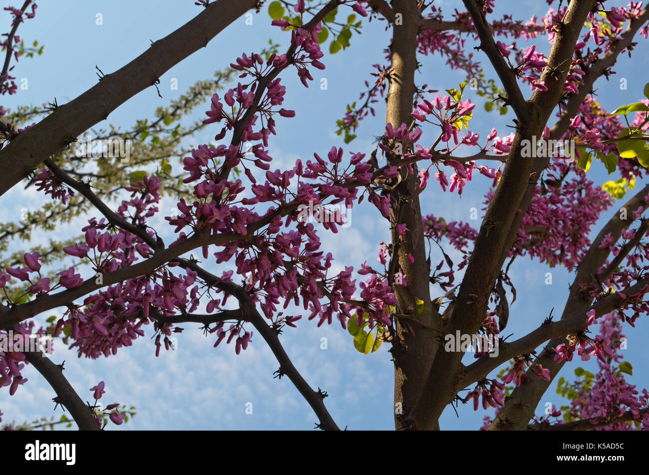 Tree with purple flowers in park at spring Stock Photo - Alamy