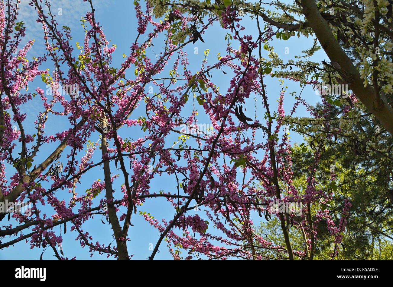 Tree with purple flowers in park at spring Stock Photo - Alamy