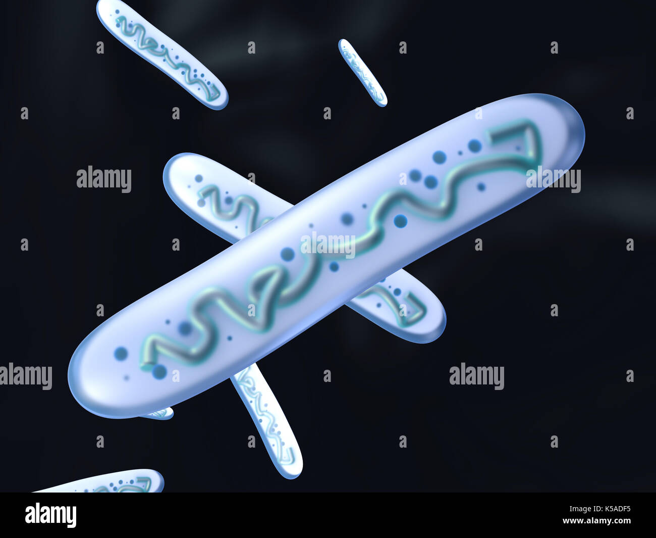 Lactobacillus bacteria hi-res stock photography and images - Alamy