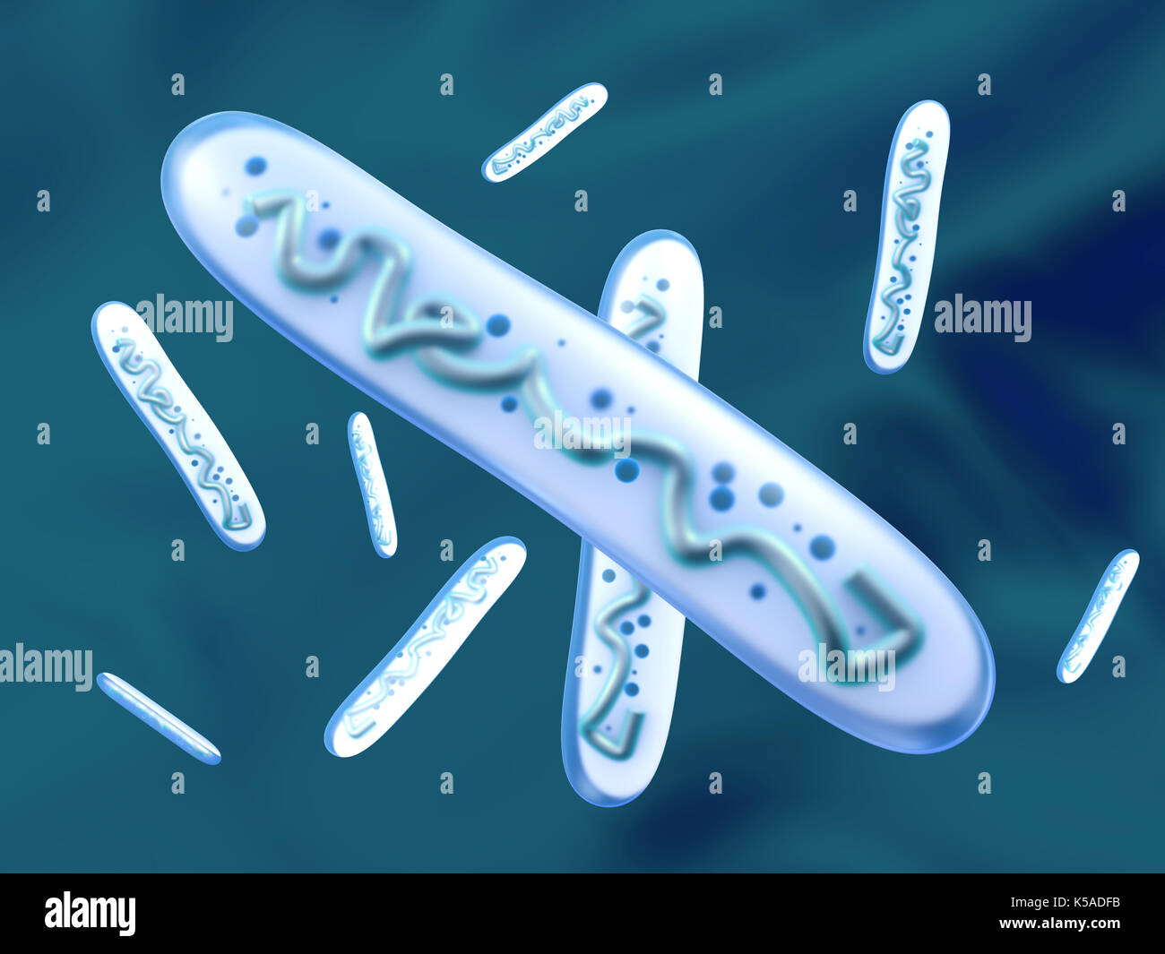 3D Illustration of a Lactobacillus Bacteria Stock Photo - Alamy