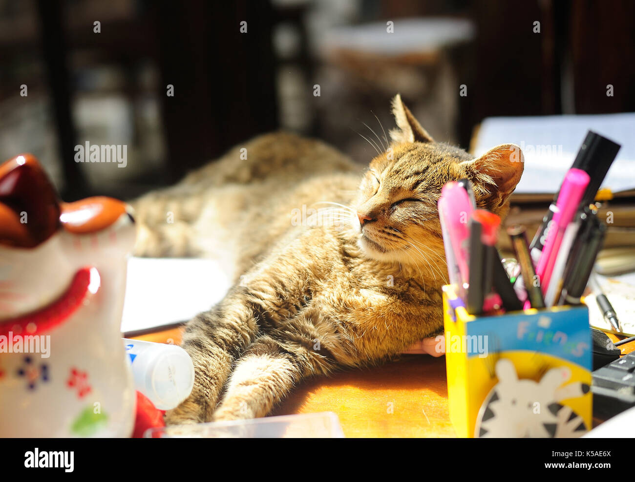 Cat under the table hi-res stock photography and images - Alamy