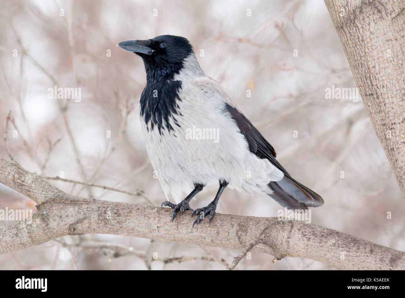 Hooded Crow (Corvus cornix) in nature Stock Photo - Alamy