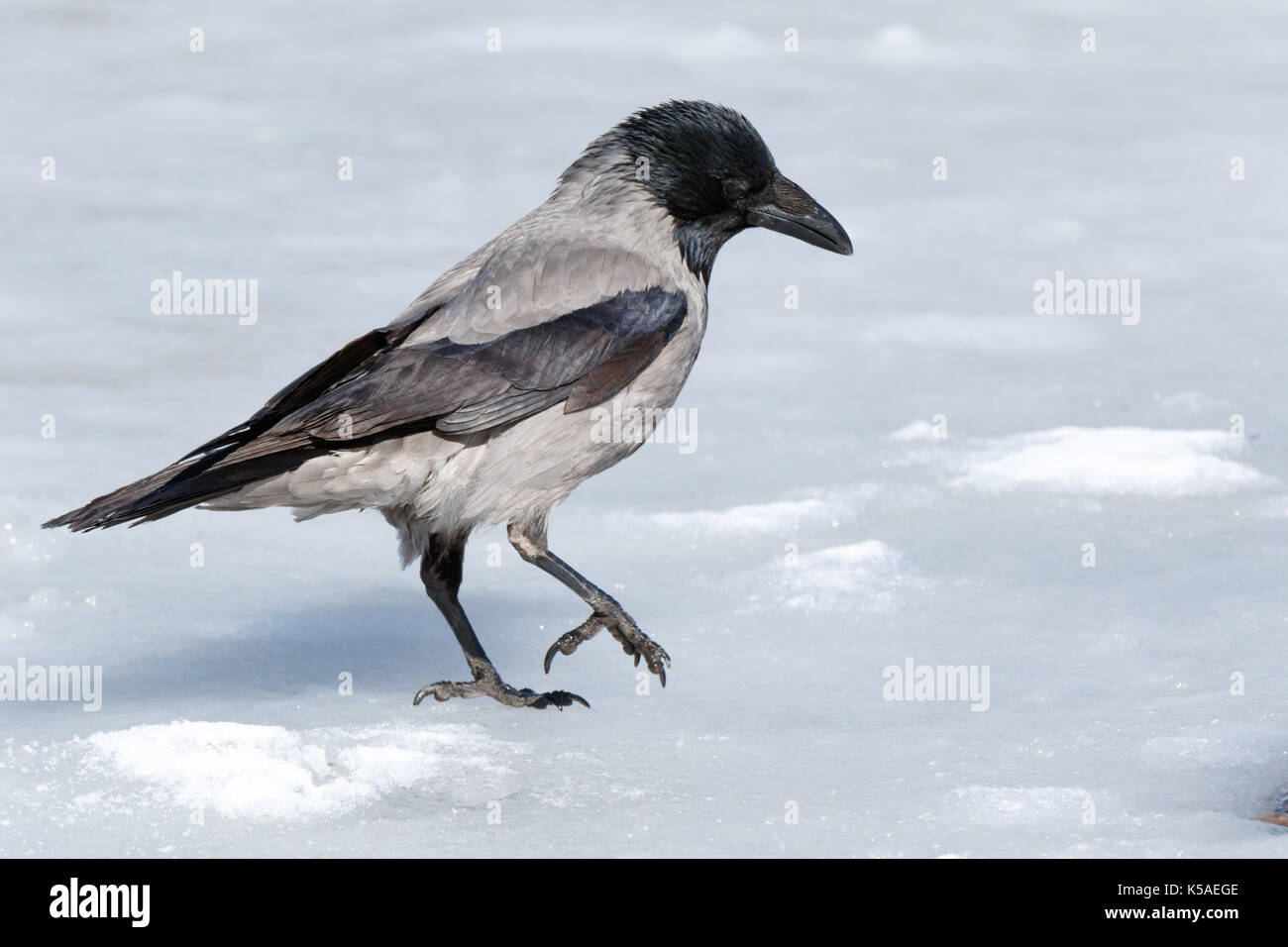 Hooded crow hi-res stock photography and images - Alamy