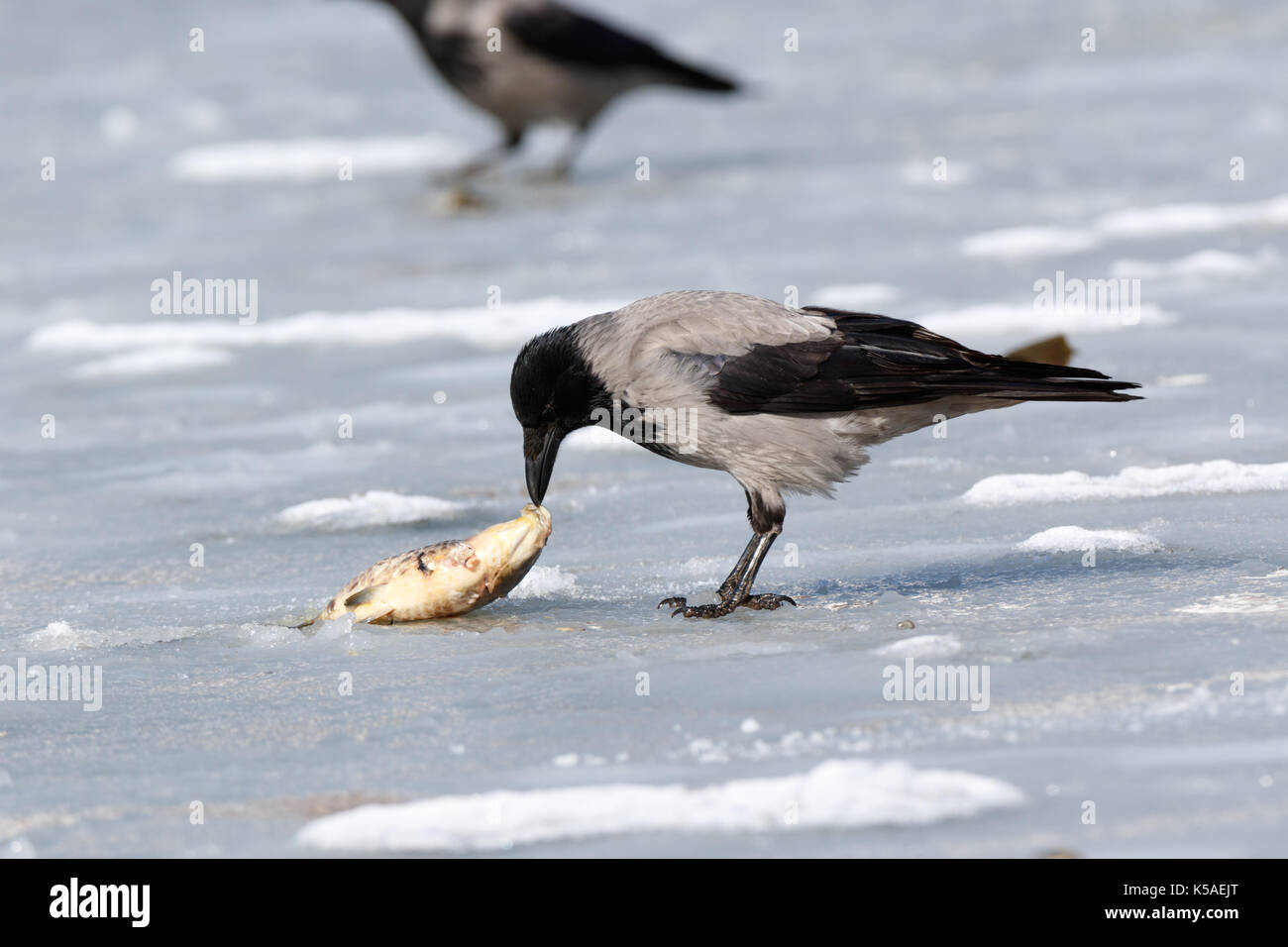 Crow Eating Dead Crow High Resolution Stock Photography and Images - Alamy
