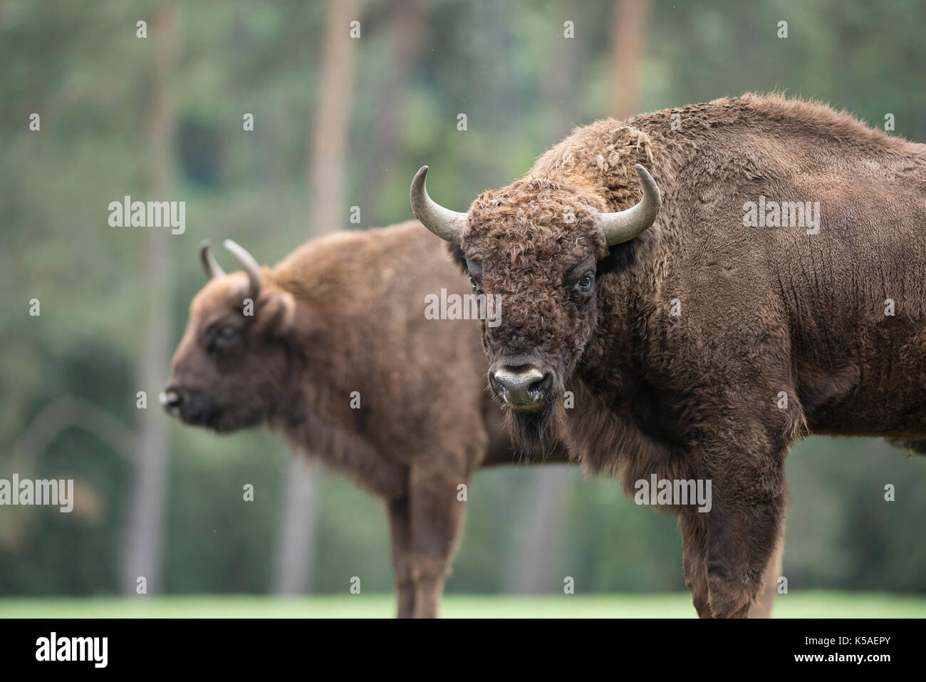 Bison Bonasus