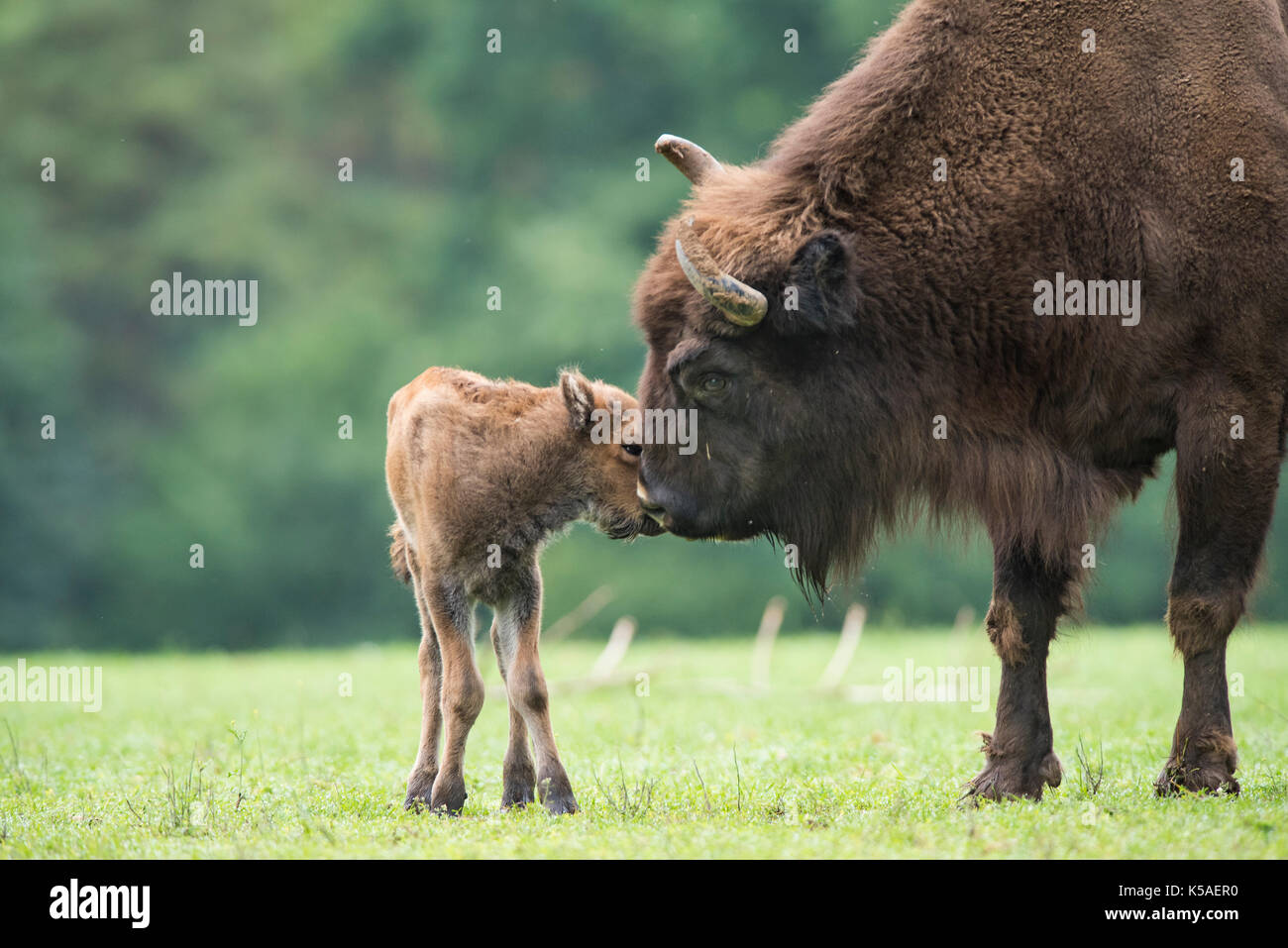 Rewilding europe hi-res stock photography and images - Alamy