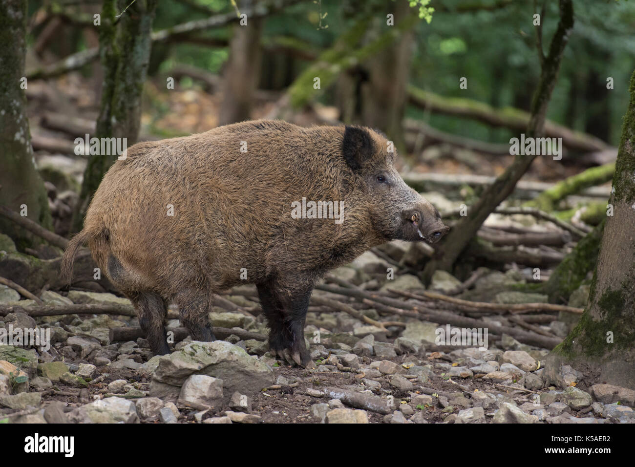 wild boar. Sus Scrofa Stock Photo - Alamy