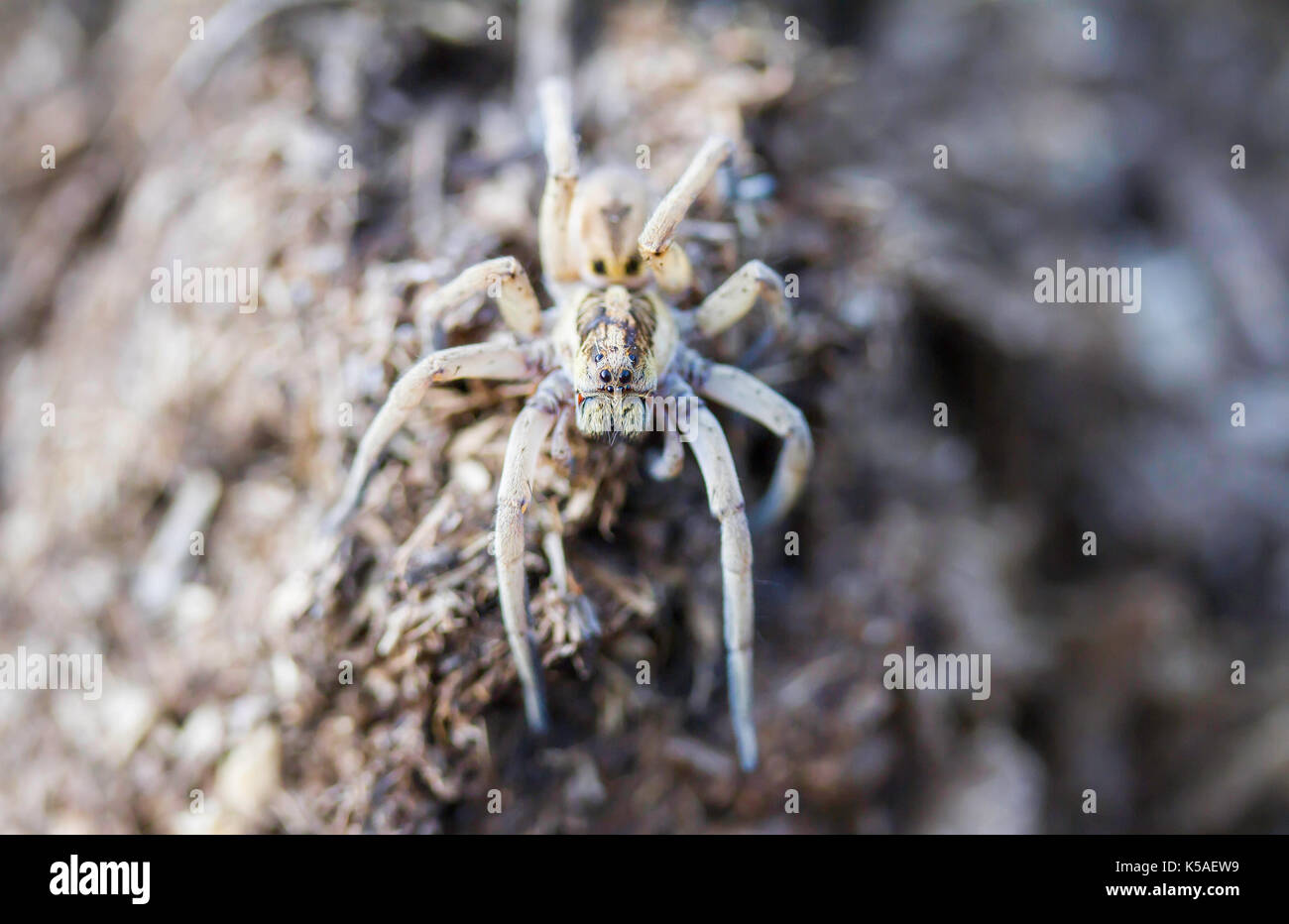 Wolf Spider Hogna radiata Stock Photo - Alamy
