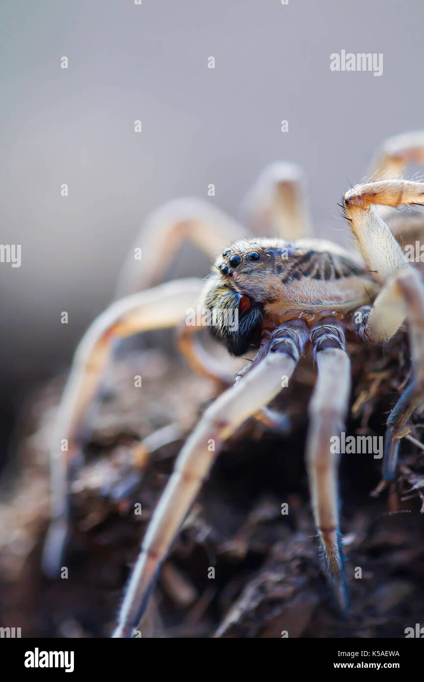 Wolf Spider Hogna radiata Stock Photo - Alamy