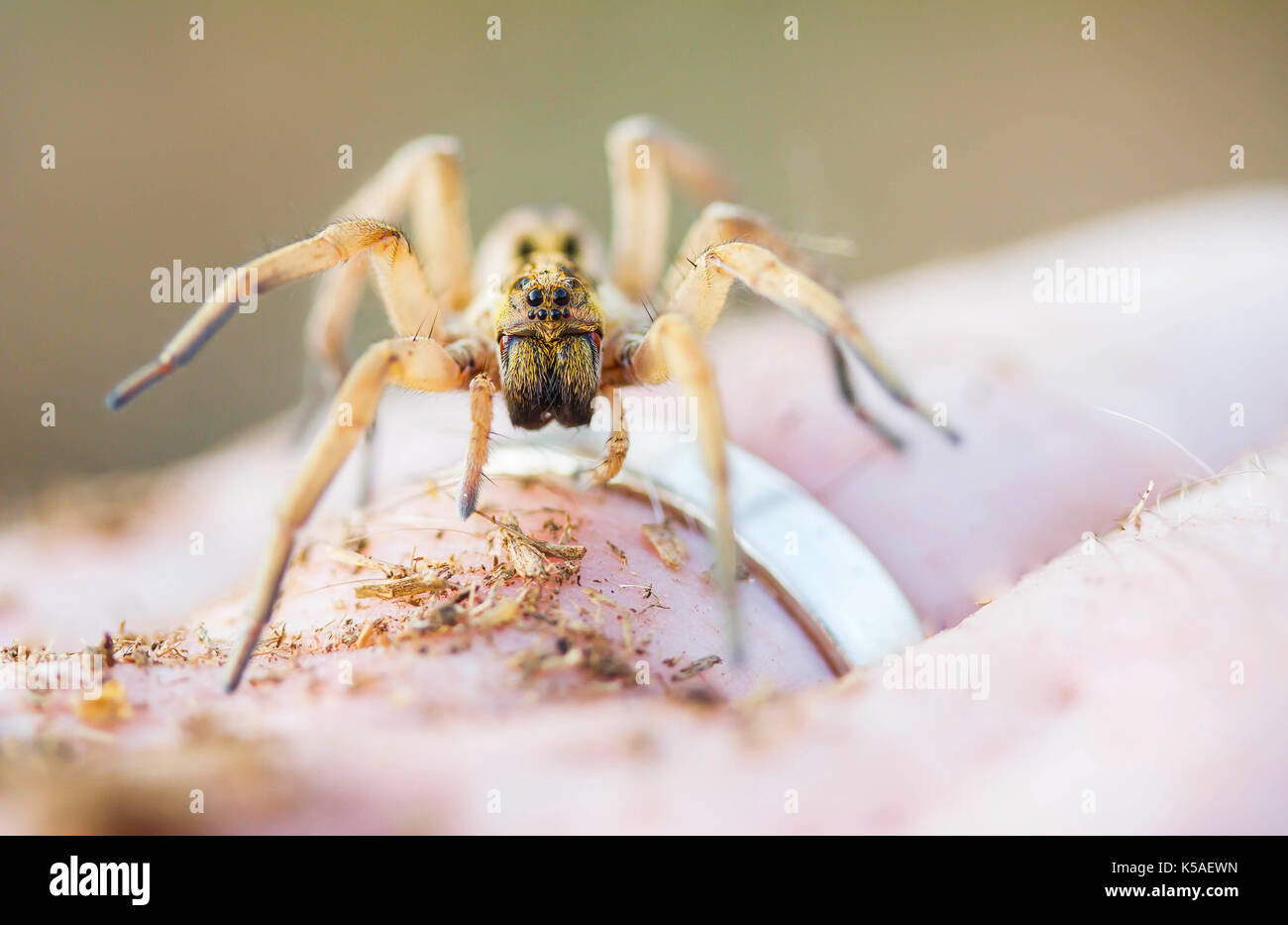 Wolf Spider Hogna radiata Stock Photo - Alamy