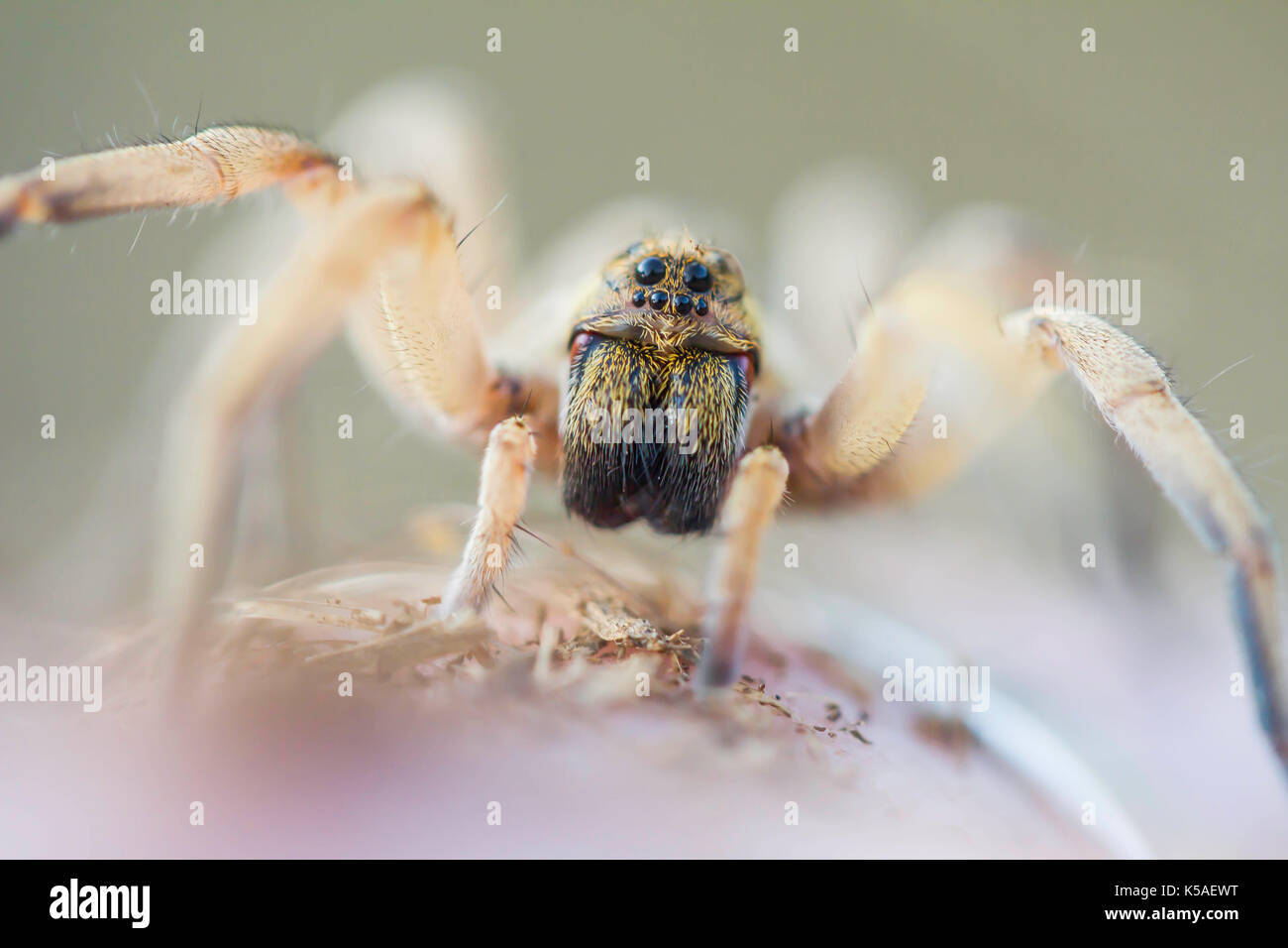 Wolf Spider Hogna radiata Stock Photo - Alamy