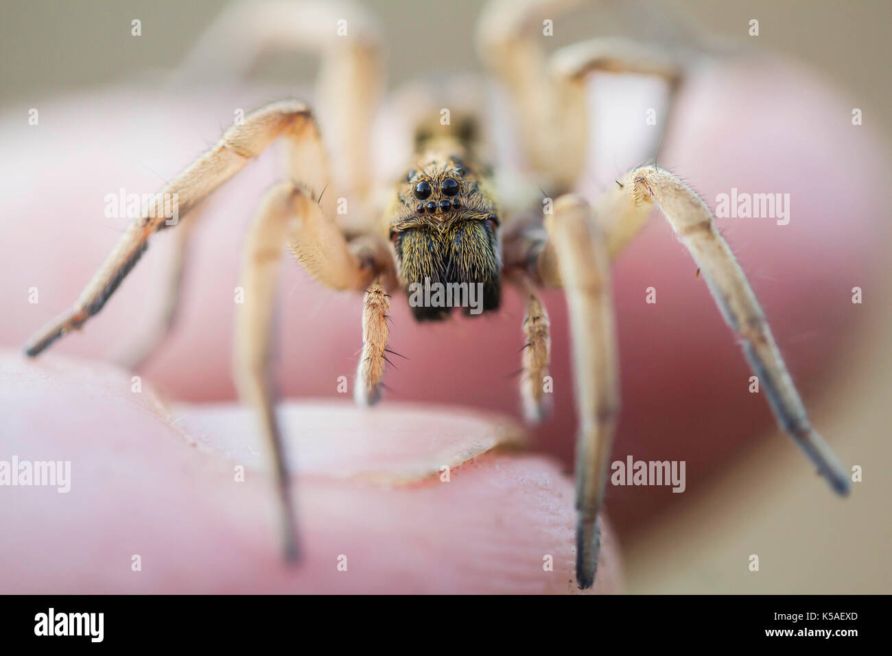 Wolf Spider Hogna radiata Stock Photo - Alamy