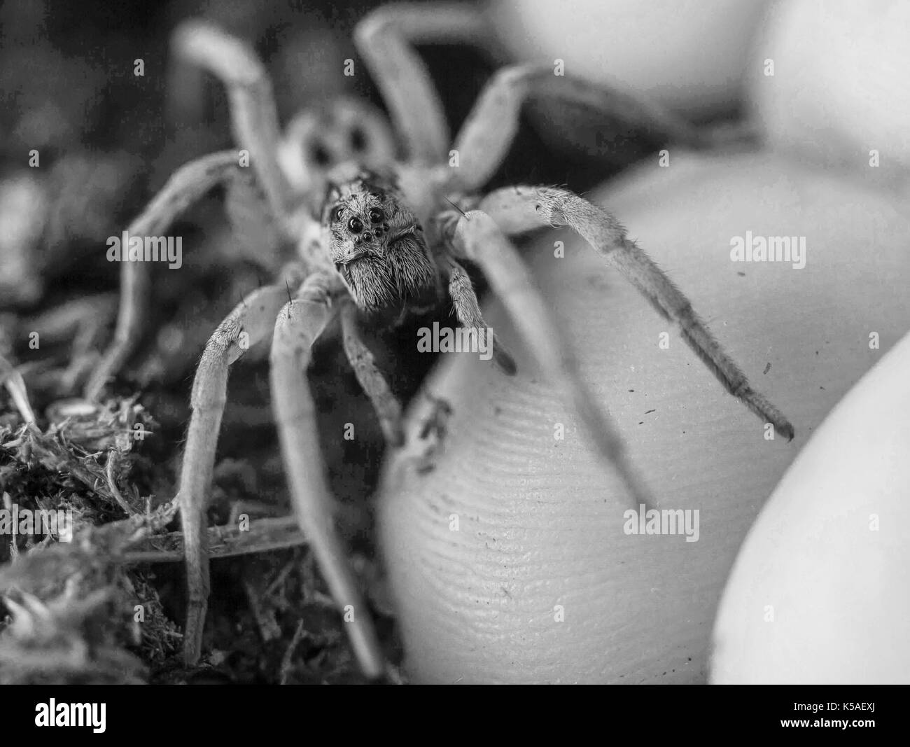 Wolf Spider Hogna radiata Stock Photo - Alamy