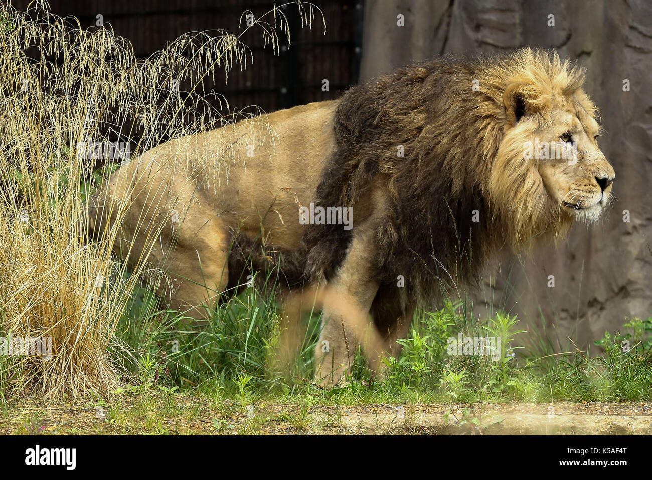 Benmo (male lion), Heidi, Indi and Rubi, the Asiatic lions at London ...