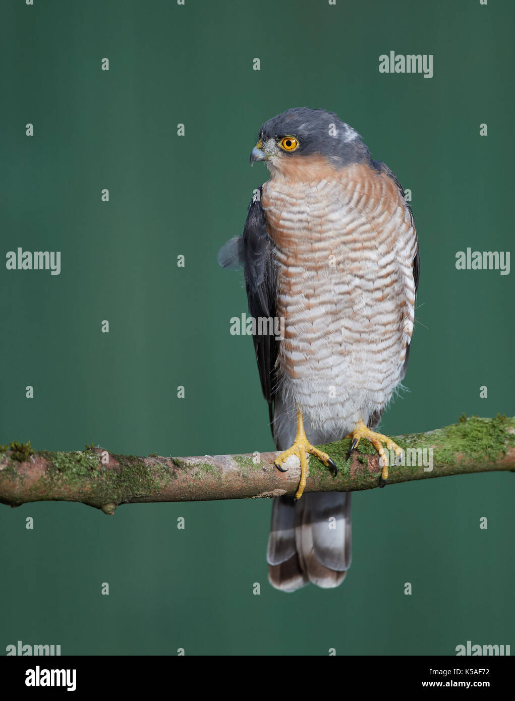 Sparrowhawk hunting small birds Stock Photo - Alamy