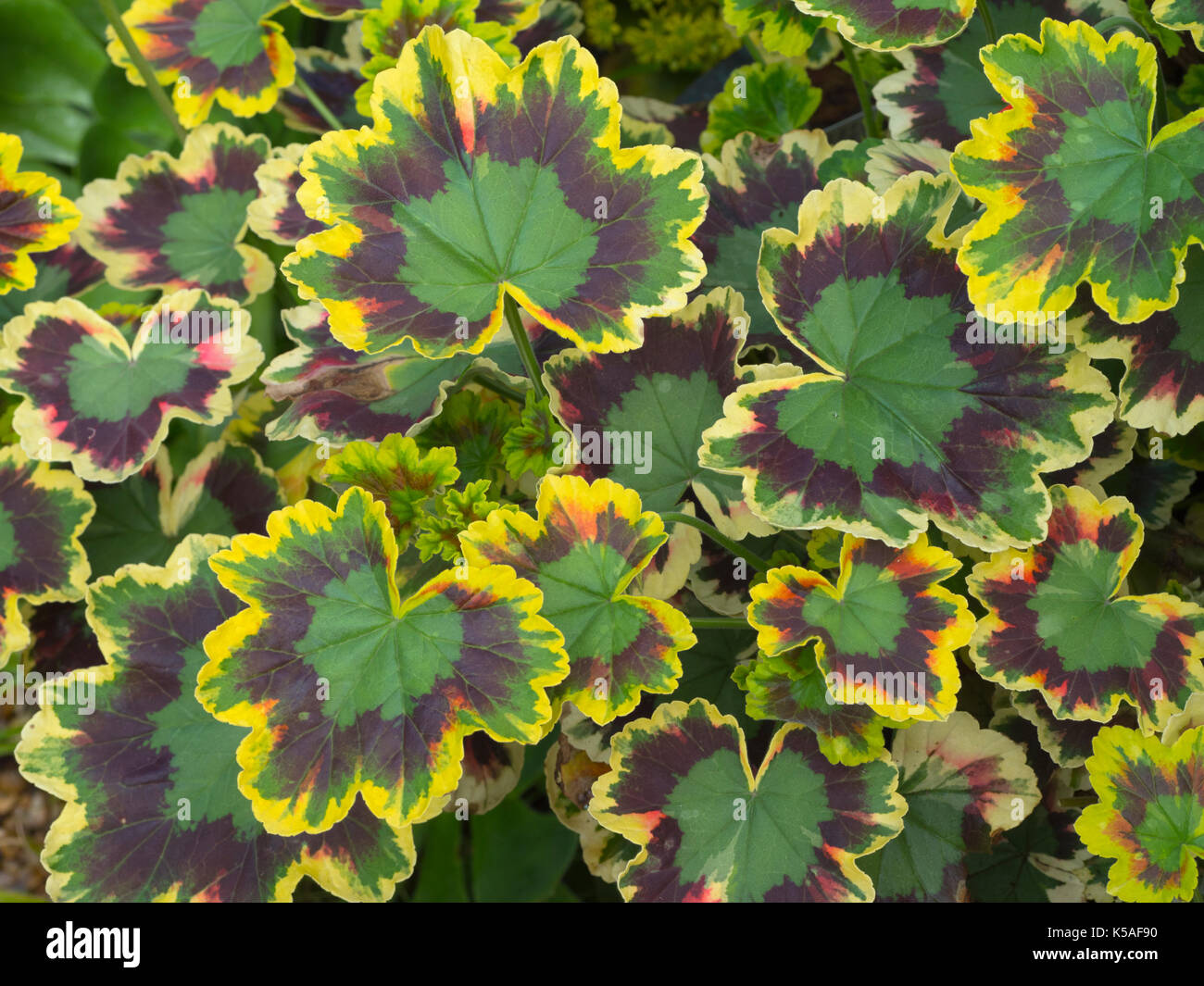 Geranium Sunset variety showing varigated leaf colour Stock Photo - Alamy