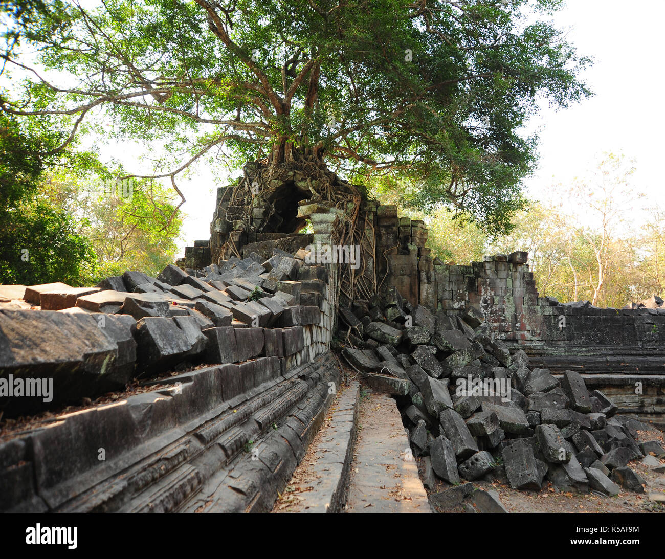 Old Buddhist monastery with large tree roots growing on roof,Cambodia ...