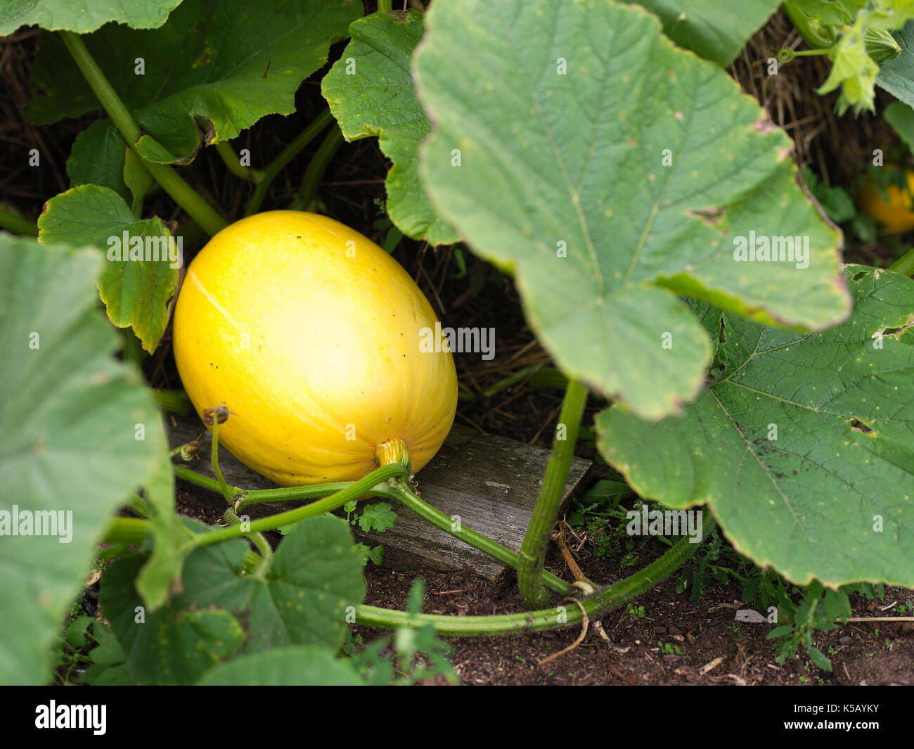 Pumpkin beds hi-res stock photography and images - Alamy