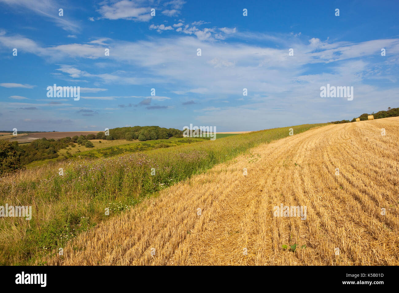 a curving golden wheat stubble field with bales overlooking woodland ...