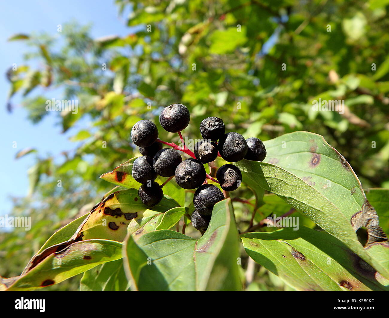 Berries of common dogwood,(Cornus sanguinea Stock Photo - Alamy