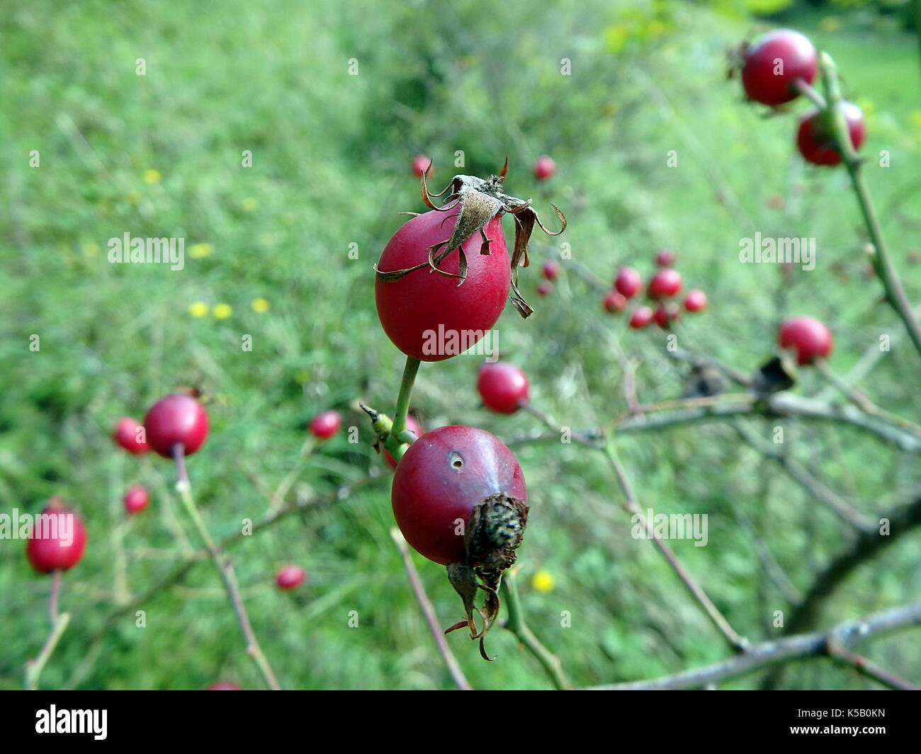Red fruit of wild rose,(Rosa canina), Wild rose-hips on the bush Stock ...
