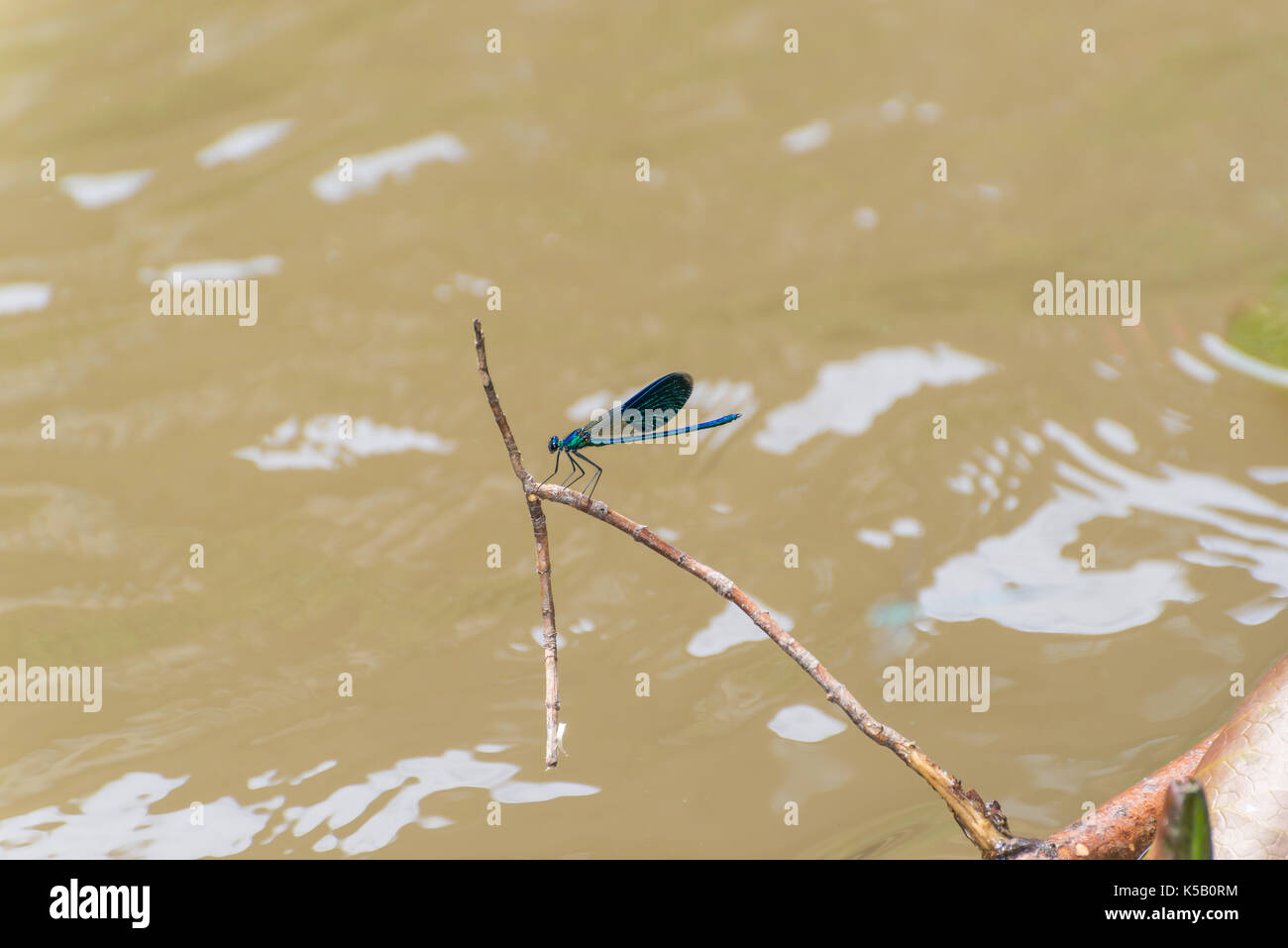 Water stick insect hi-res stock photography and images - Alamy