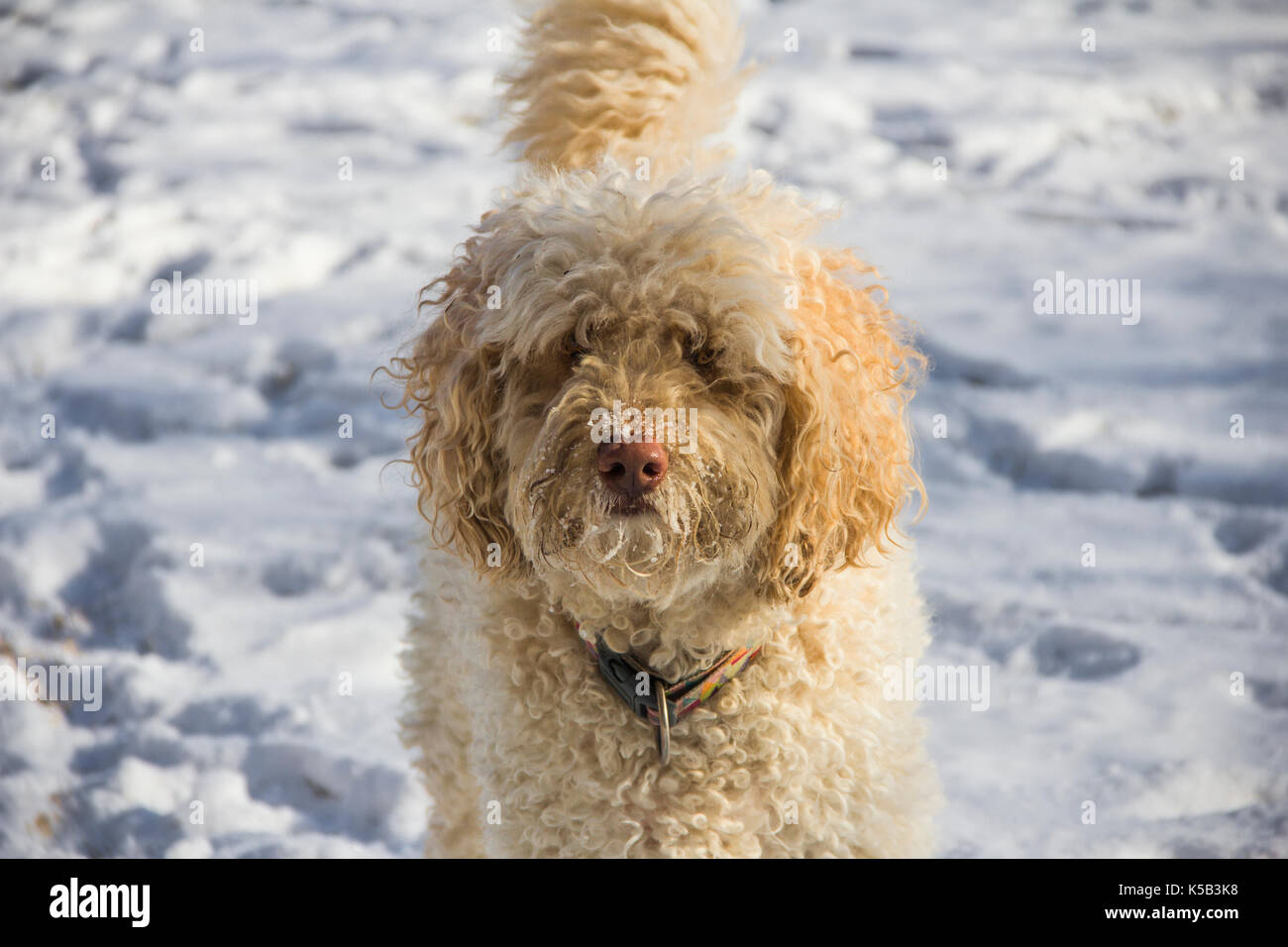 Labradoodle playing in backyard in snow Stock Photo - Alamy