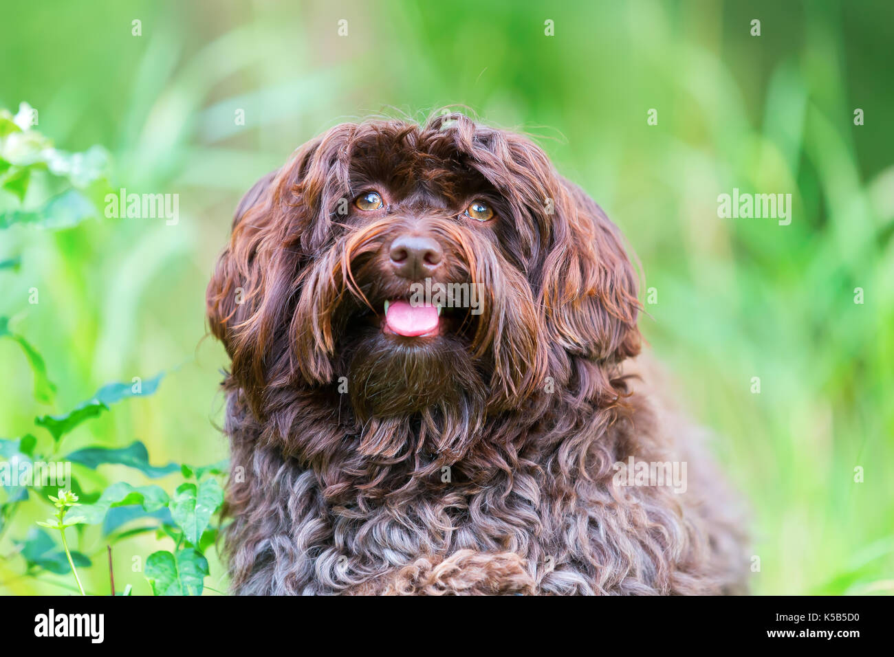 Havanese head hi-res stock photography and images - Alamy