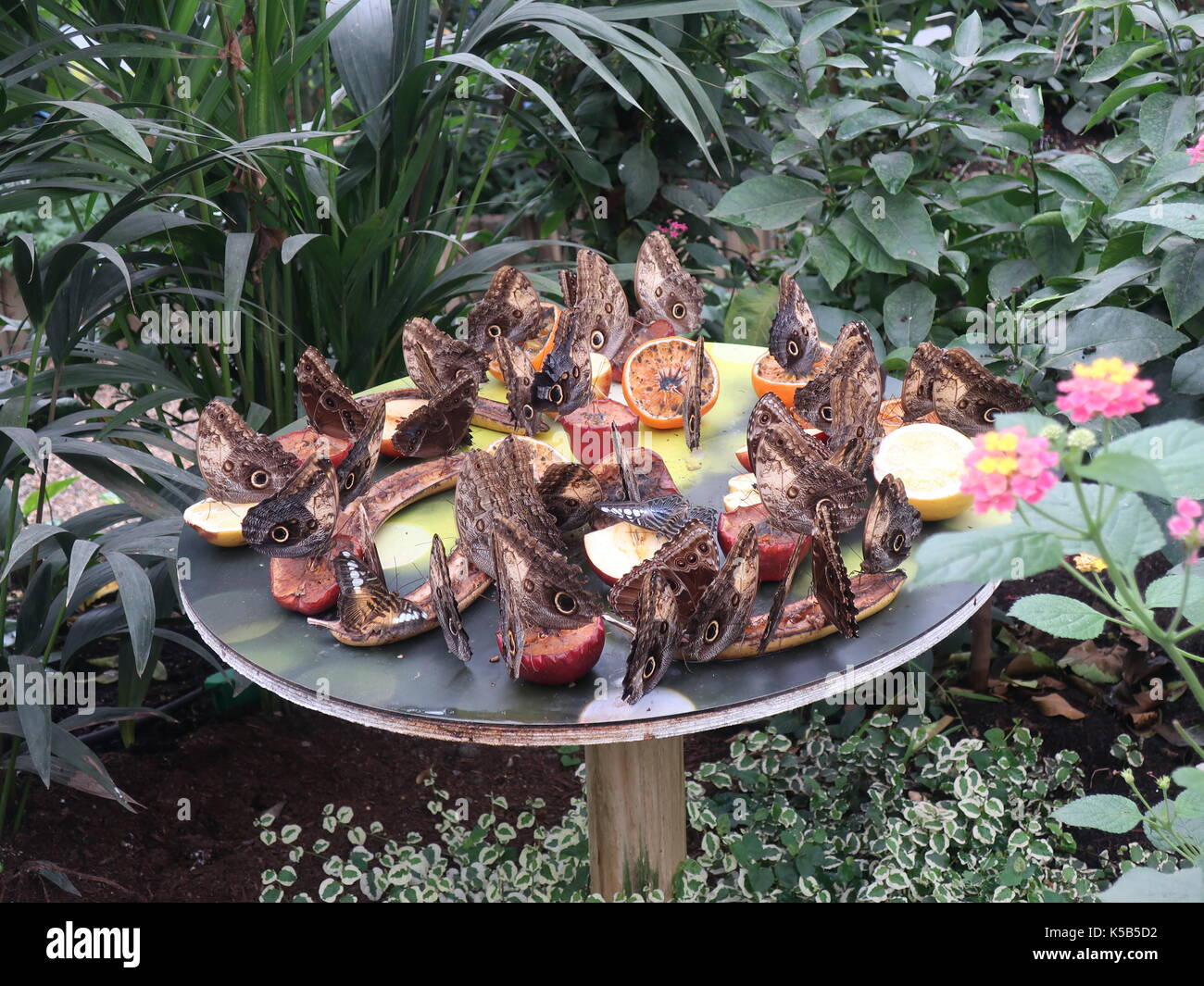 Butterfly House Natural History Museum at Phoebe Hercus blog