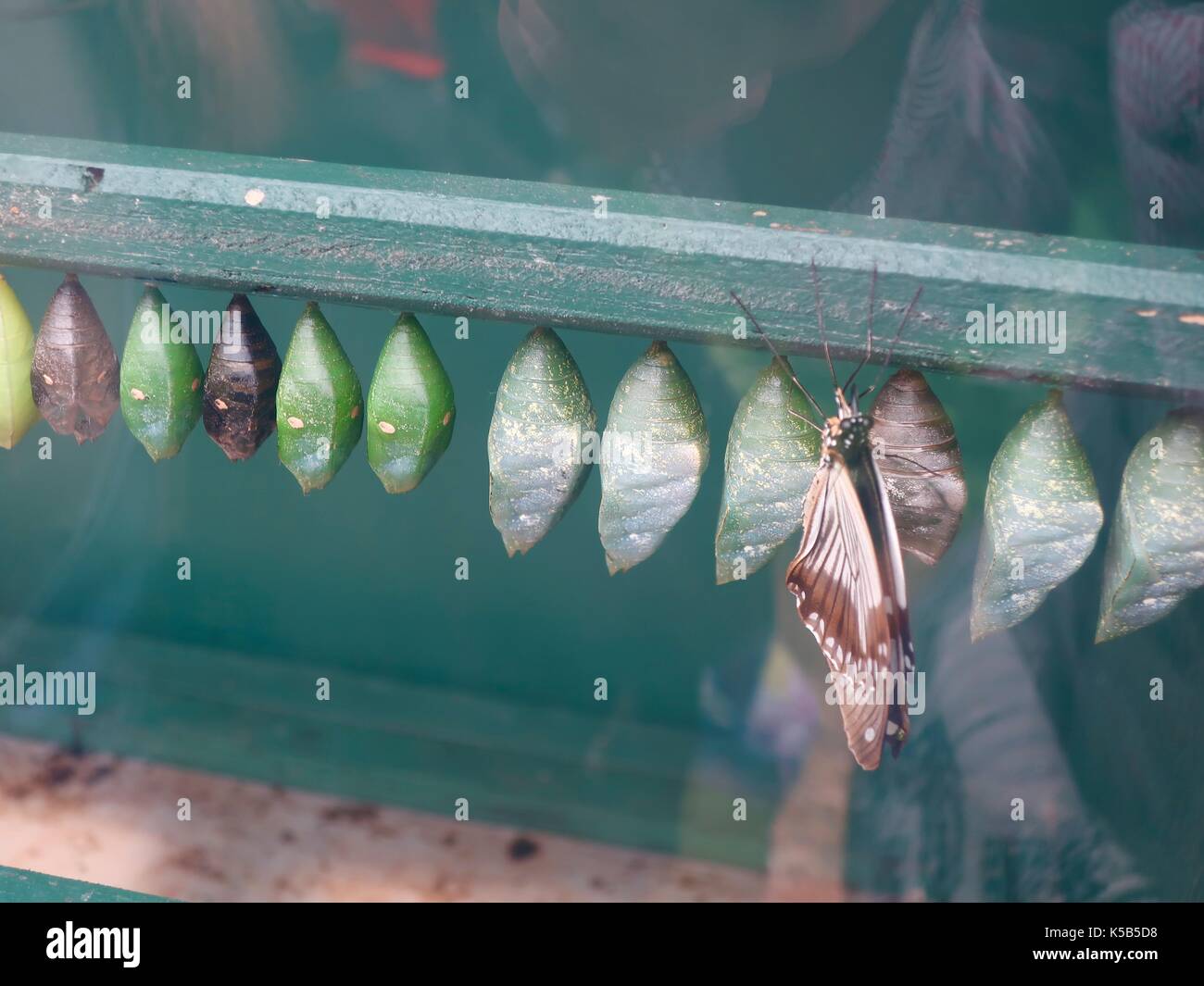 A row of pupae in a butterfly house with one butterfly having emerged ...