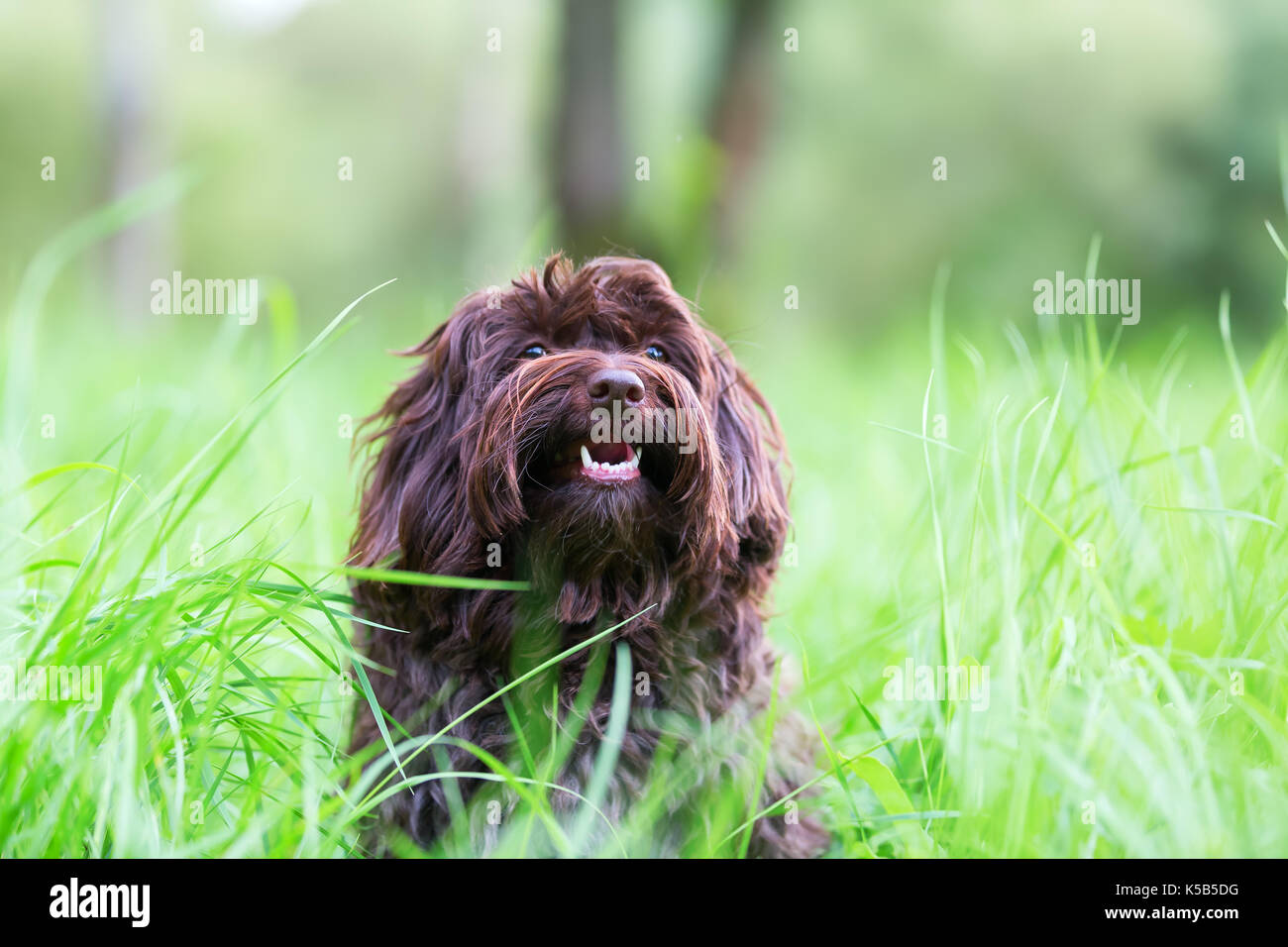 Havanese head hi-res stock photography and images - Alamy