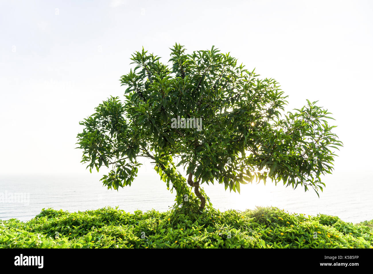 tree in Lima Miraflores at the Sunset Stock Photo - Alamy