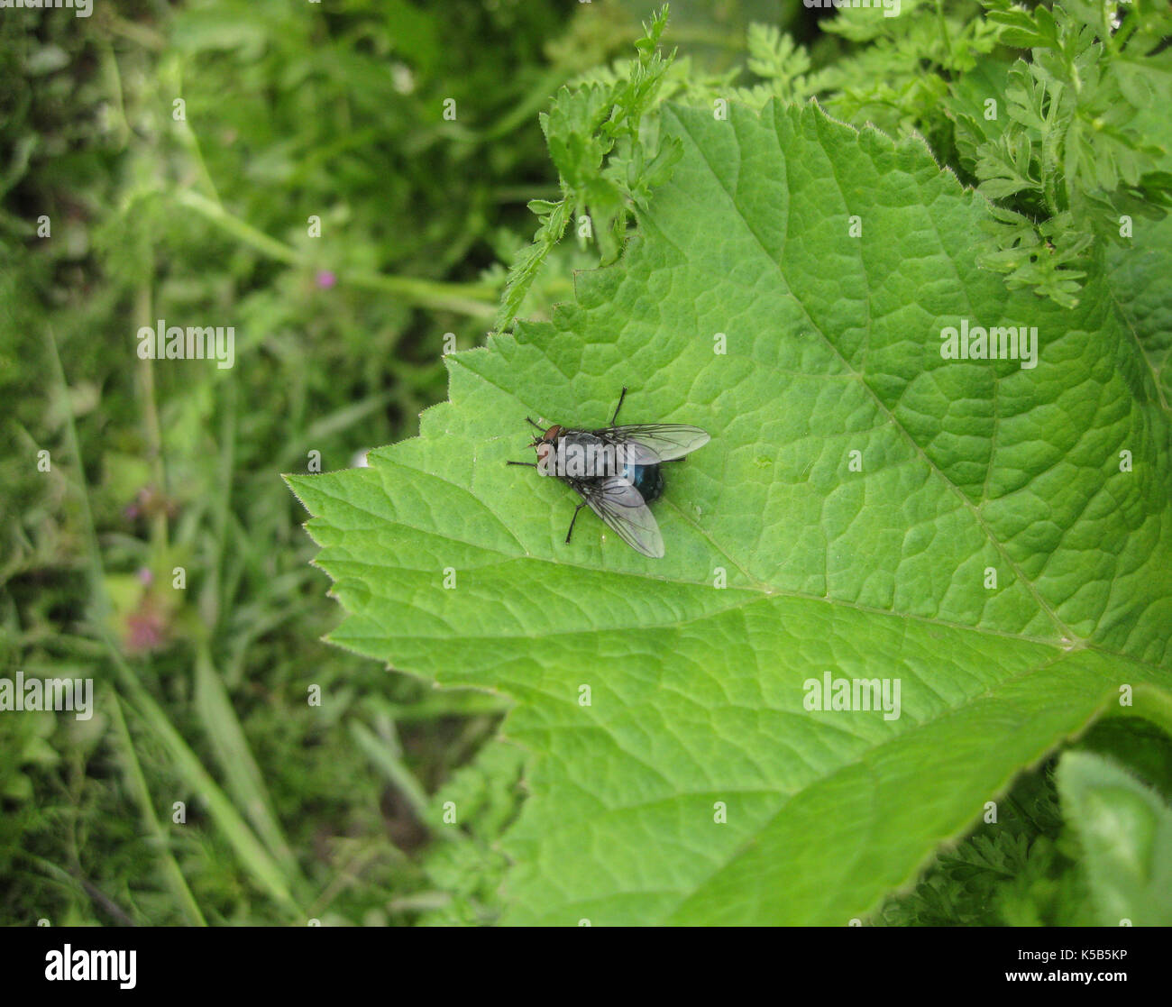 Fly on a leaf of a grass in a garden. Spring photos of insects Stock ...