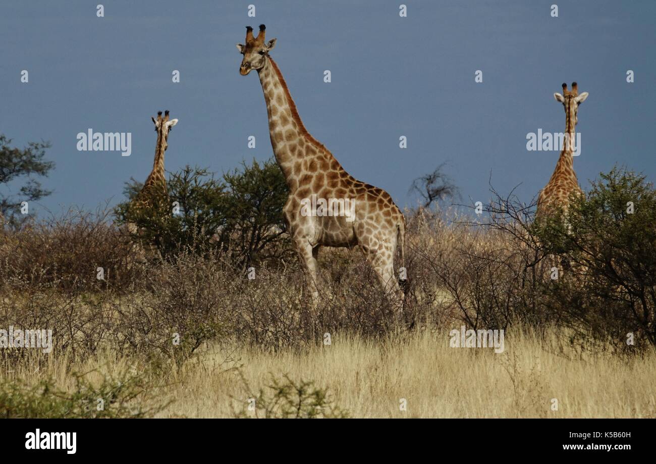 Three giraffes hi-res stock photography and images - Alamy