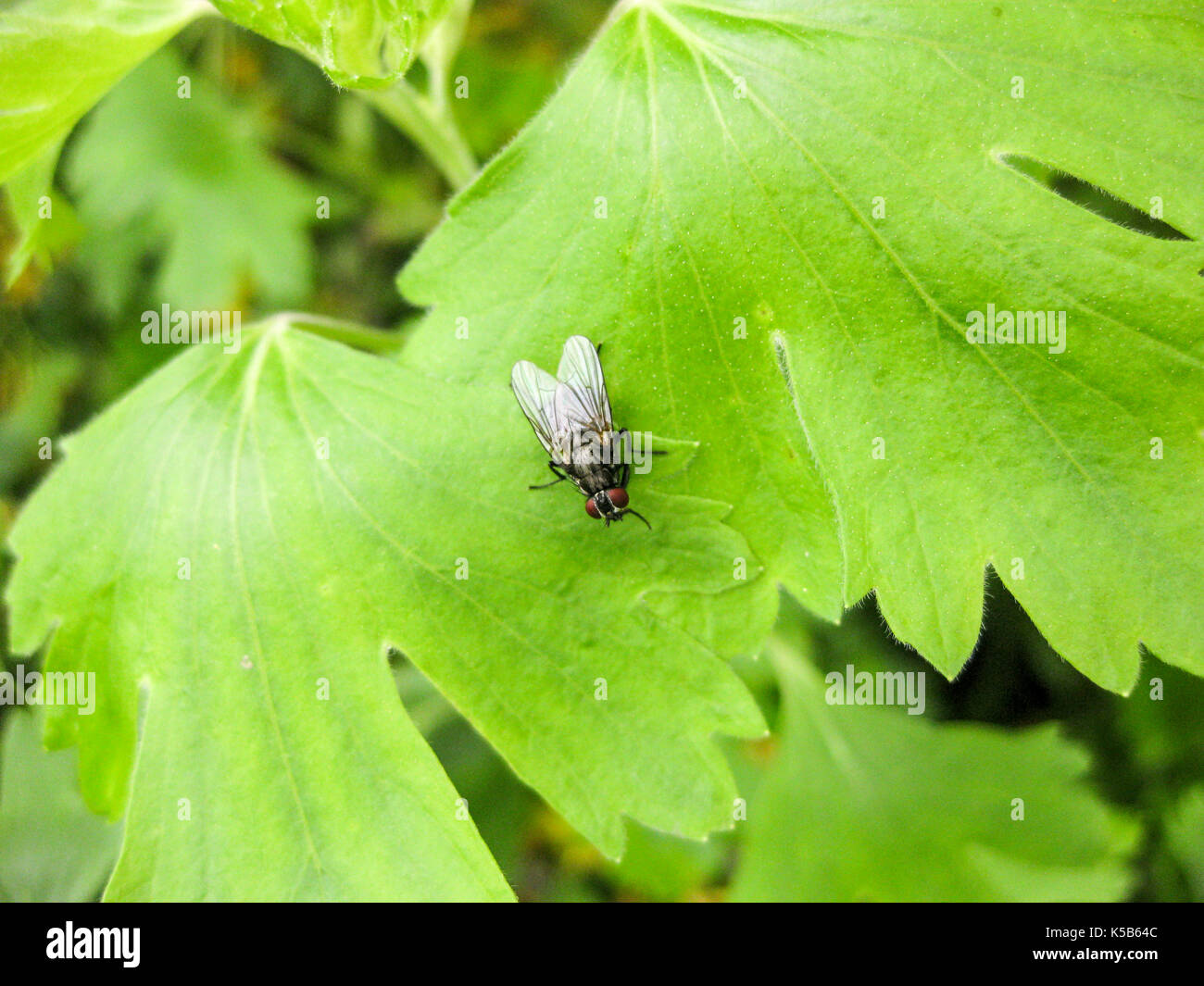 Fly on a leaf of a grass in a garden. Spring photos of insects Stock ...