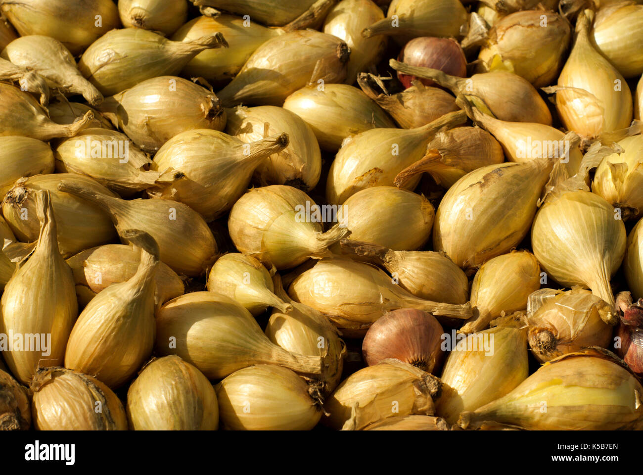 Background of small yellow onion bulbs with dry scales Stock Photo - Alamy